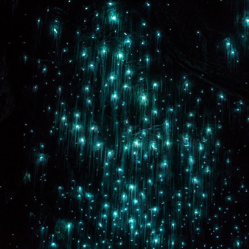 4 Hour Blackwater Rafting Tour | Waitomo Blackwater Rafting | Caving ...